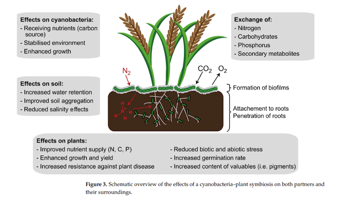 Cyanobacteria in Sustainable Agriculture - LEC Partners
