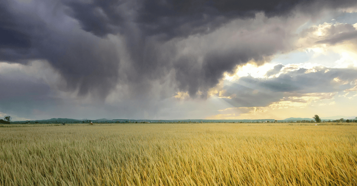 USDA AFRI Foundational and Applied Science Program Funding